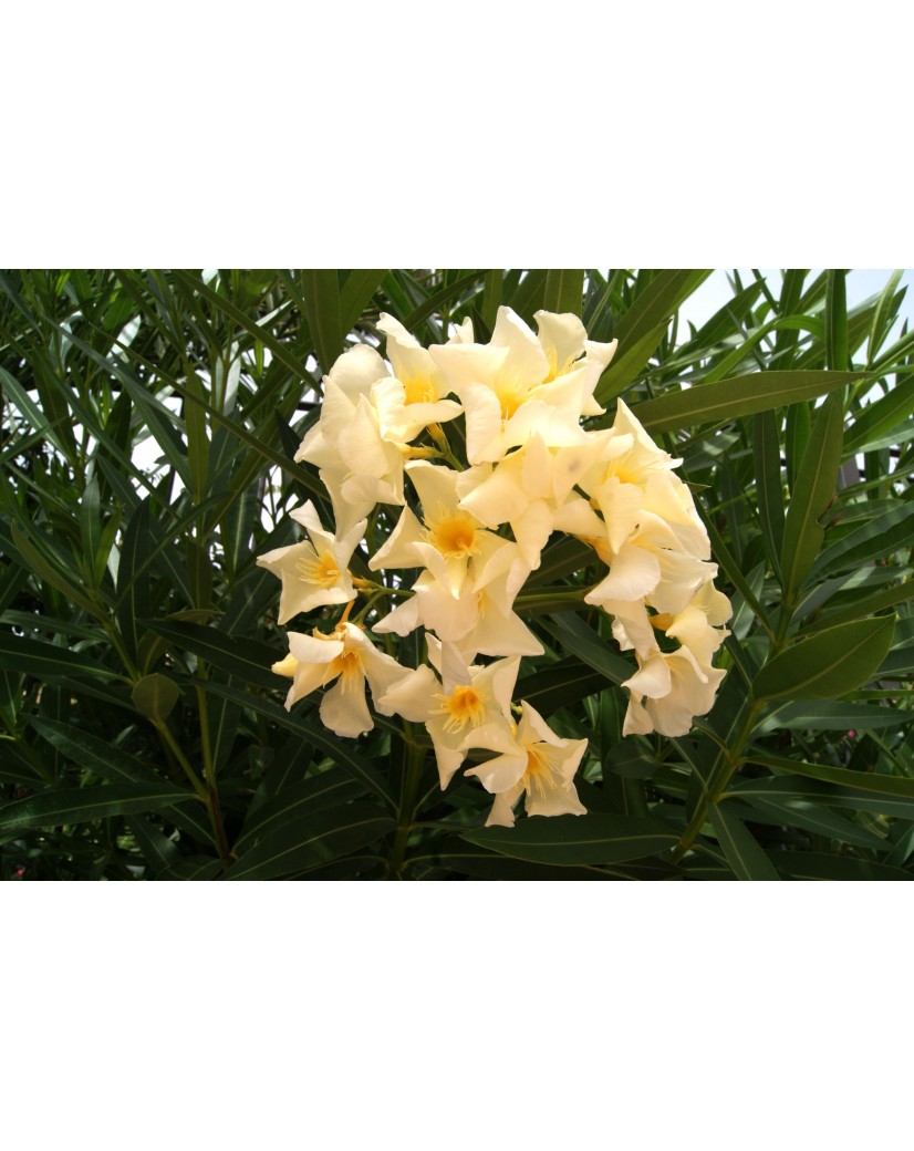 Laurier rose Cavalaire - Nerium Oleander Cavalaire