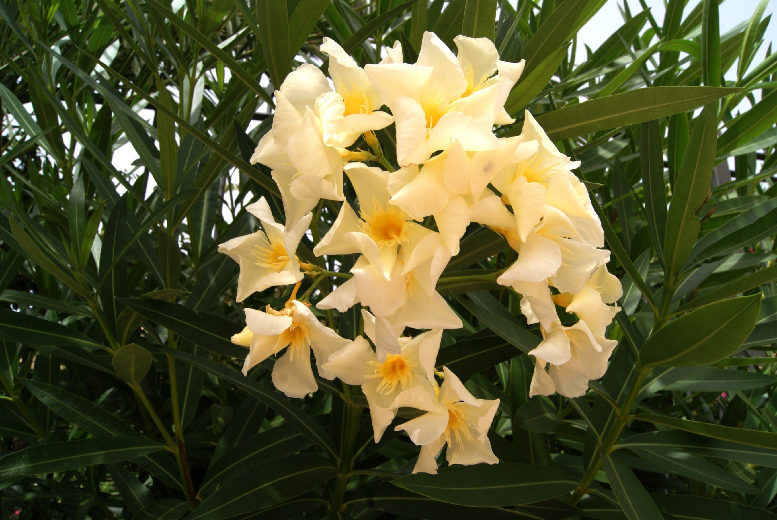 Oleander Cavalaire - Nerium Oleander Cavalaire