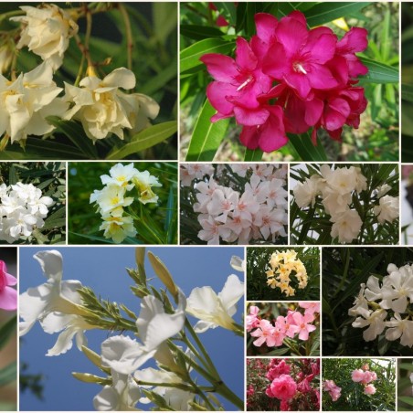 Oleander - collectie van 13 planten - Nerium Oleander