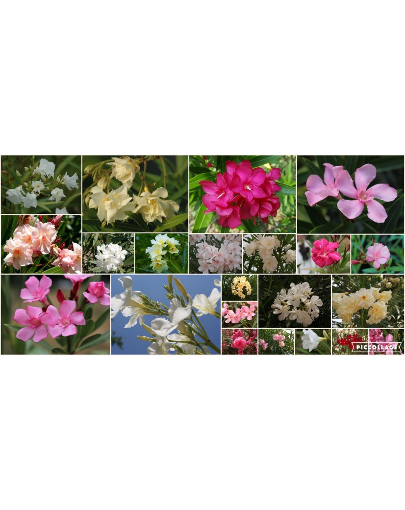 Oleander - collectie van 13 planten - Nerium Oleander