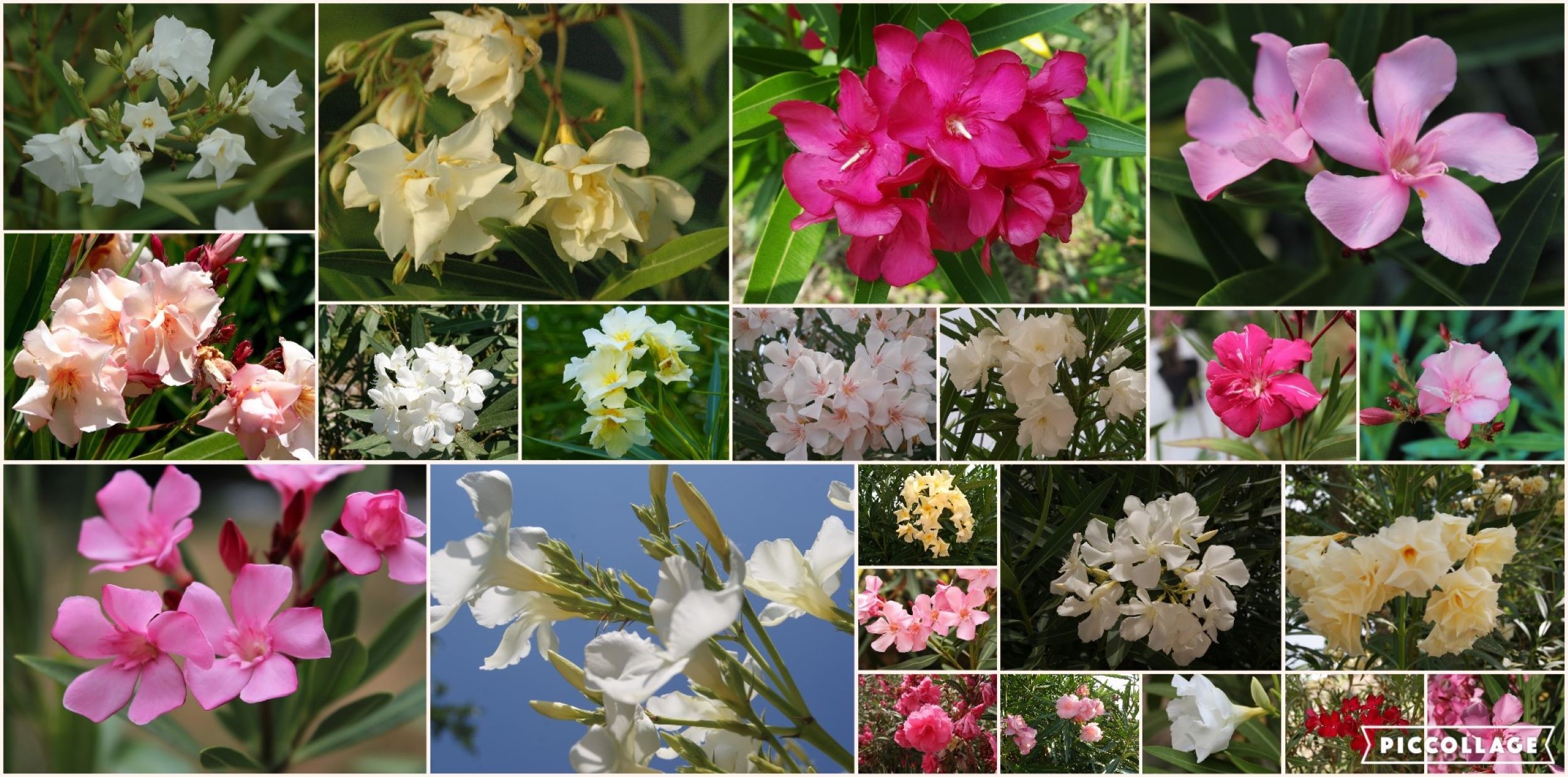 Oleander Calypso - Nerium Oleander Calypso