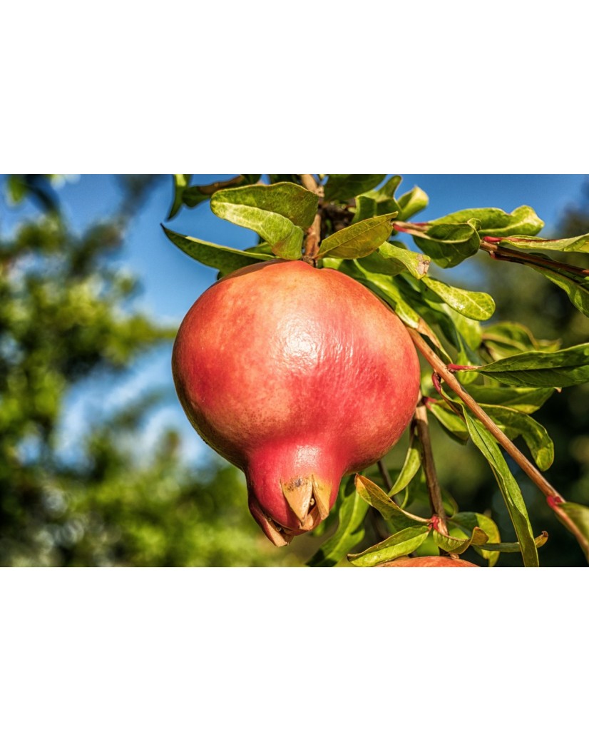 Granatapfelbaum Kabylie - Punica granatum Kabylie