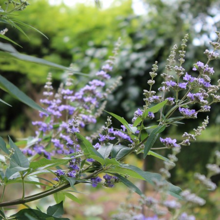 Broad-leaved Chaste Tree - Vitex agnus-castus Latifolia