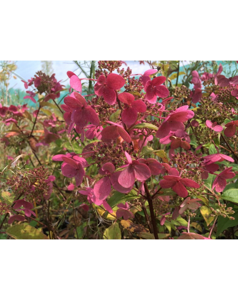 Wim's Red Panicle Hydrangea - Hydrangea paniculata Wim's Red®
