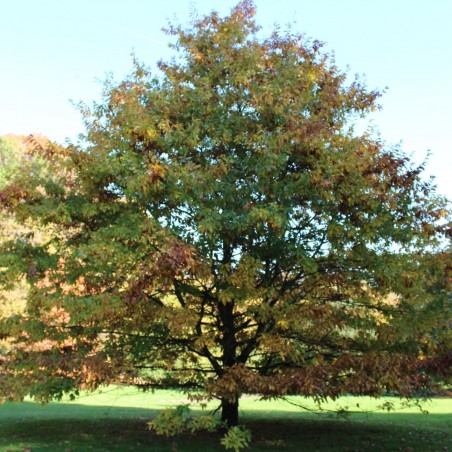 Shingle oak - Quercus imbricaria