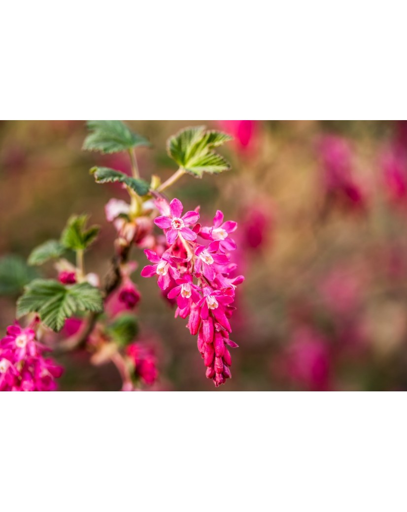 Grote planten in potten van 3 liter