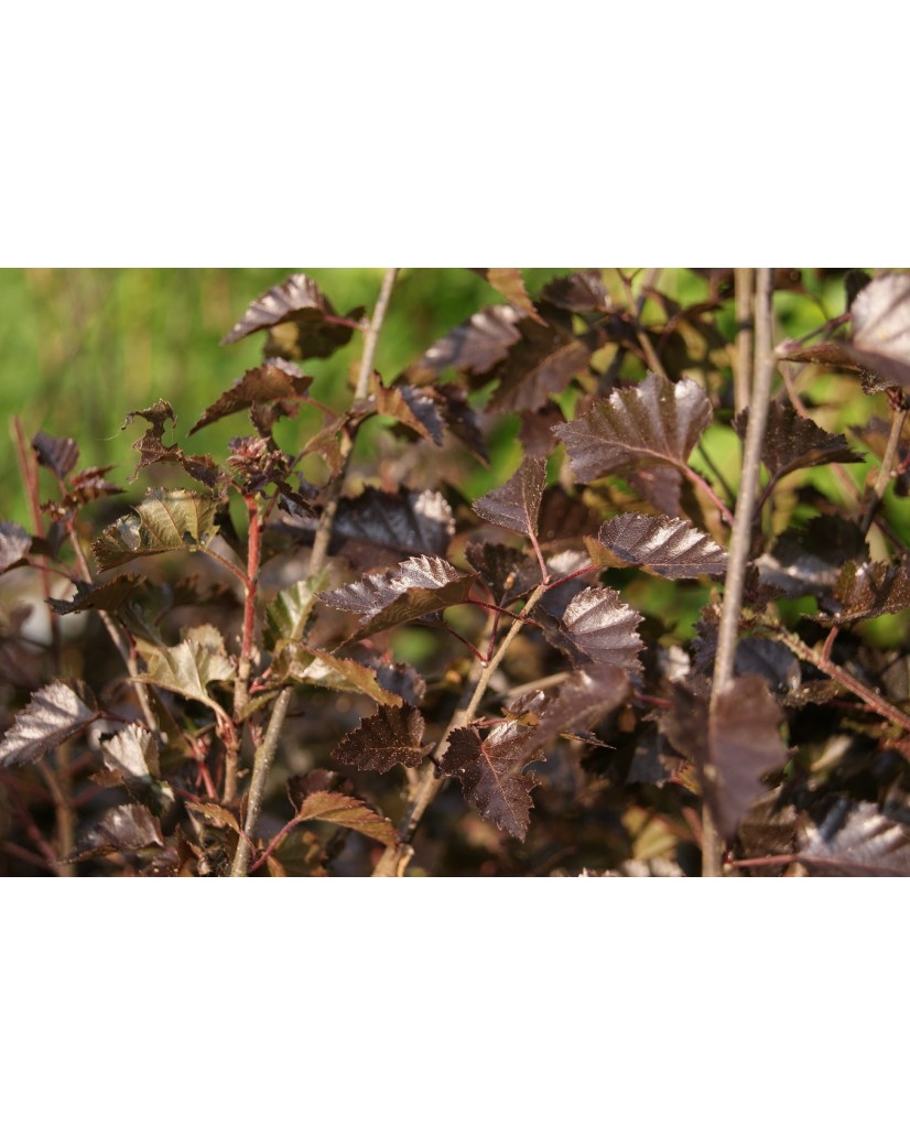Purple Birch - Betula Pendula Purpurea