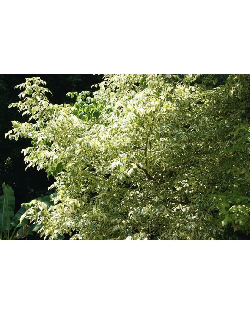 Variegated Ash-leaved Maple - Acer negundo Variegatum