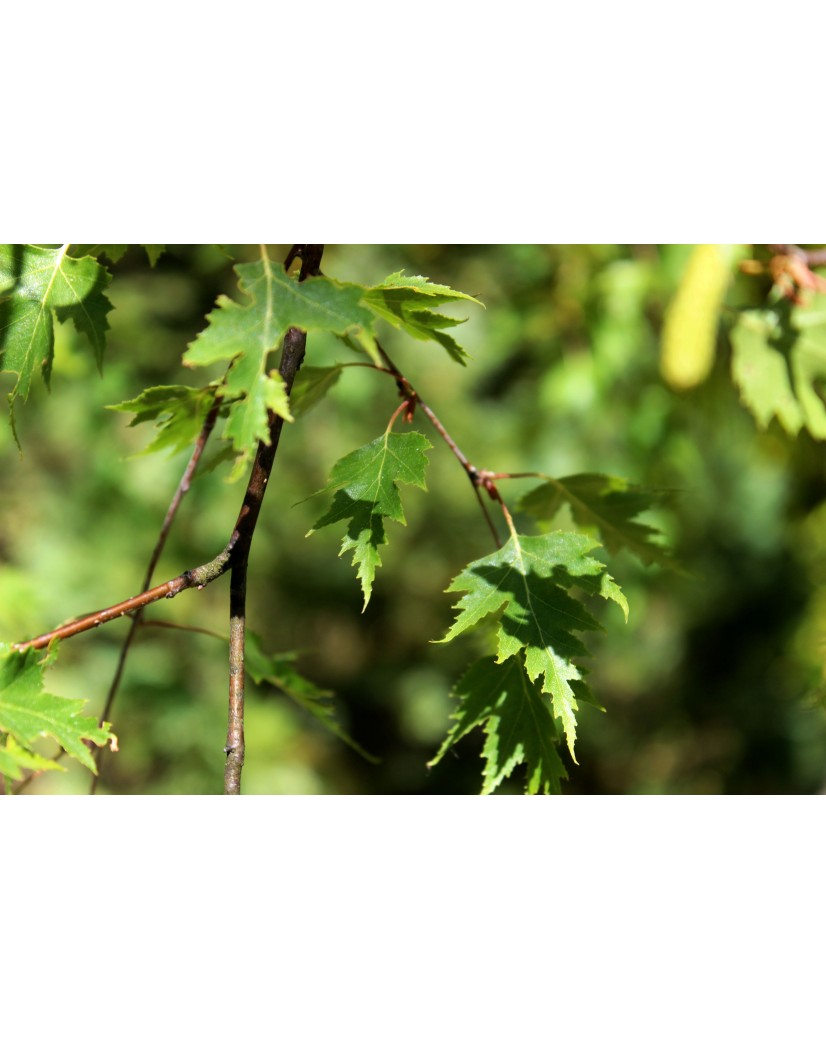 Cutleaf Weeping Birch - Betula pendula Laciniata