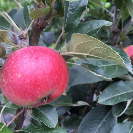 Rosette apple tree - Malus domestica Rosette®