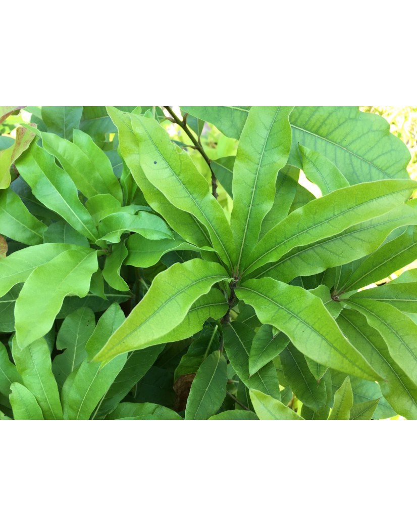 Shingle oak - Quercus imbricaria