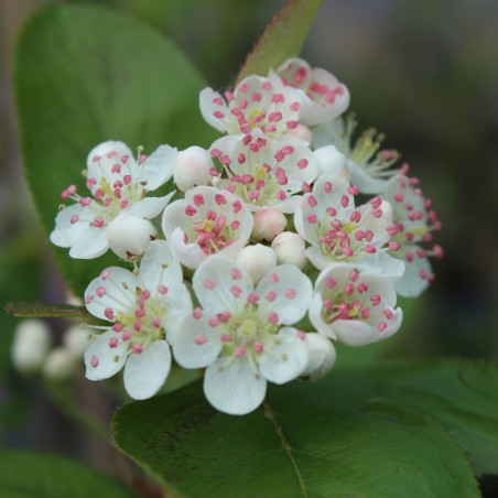 Aronie pourpre à fruits Viking - Aronia prunifolia Viking