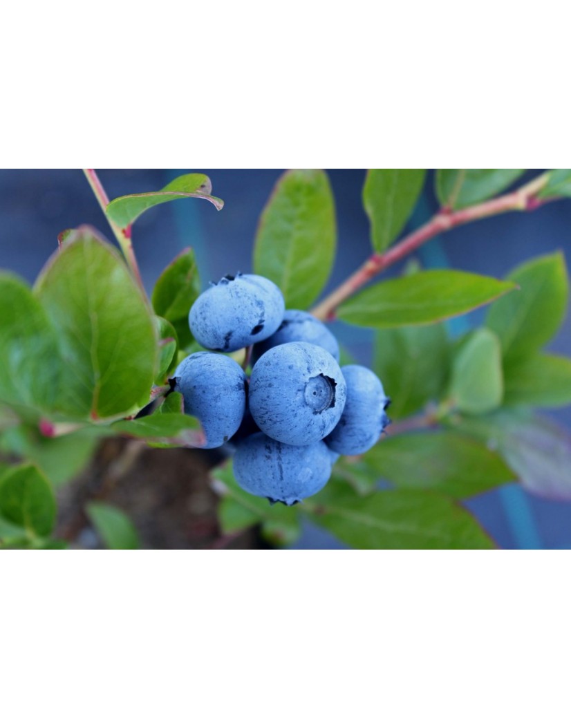 Red Leaf Peach Rubira - Prunus Persica Rubira