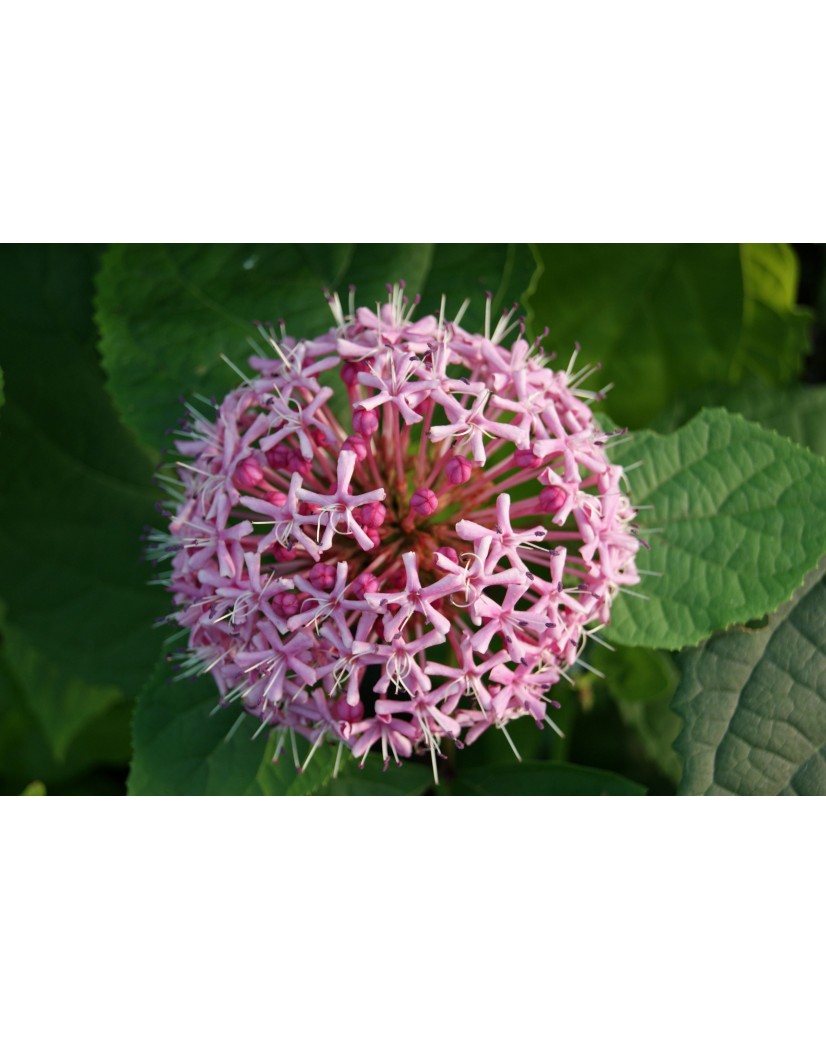 Kansenboom - Clerodendrum Bungei