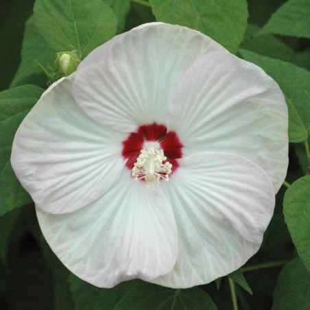 White Swamp Rose Mallow With Red Center - Hibiscus Moscheutos blanc ...