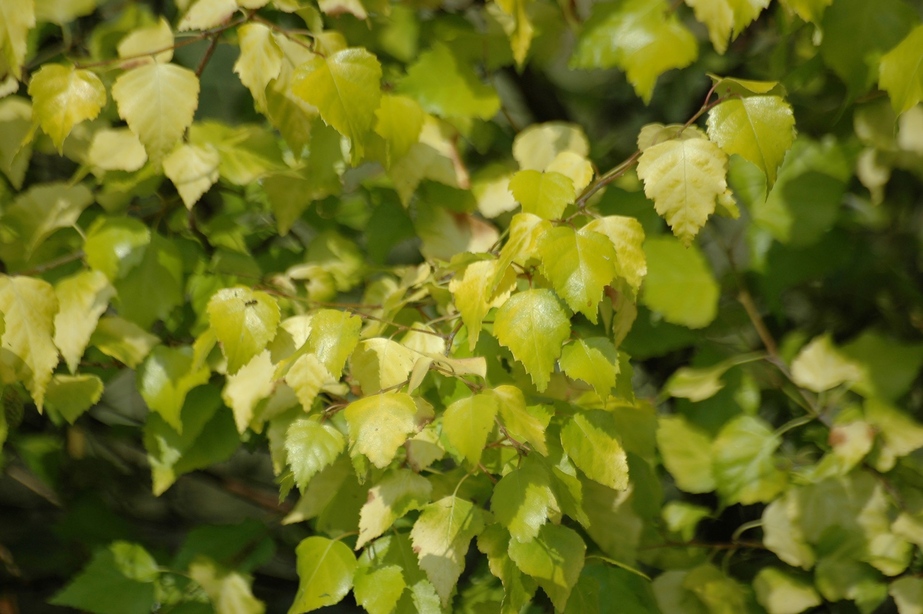 Royal Frost purple birch - Betula Pendula Royal Frost