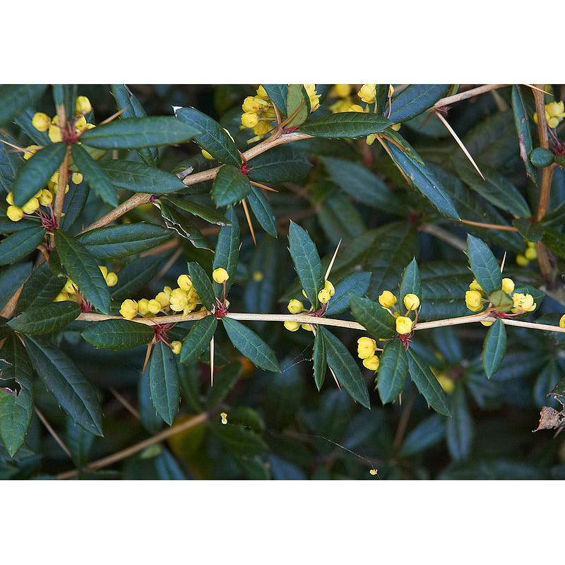 Chinese Barberry - Berberis Julianae.