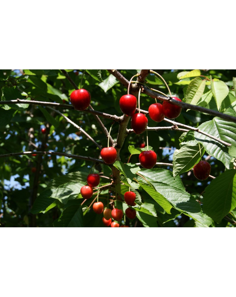 Braeburn apple tree - Malus Domestica Braeburn