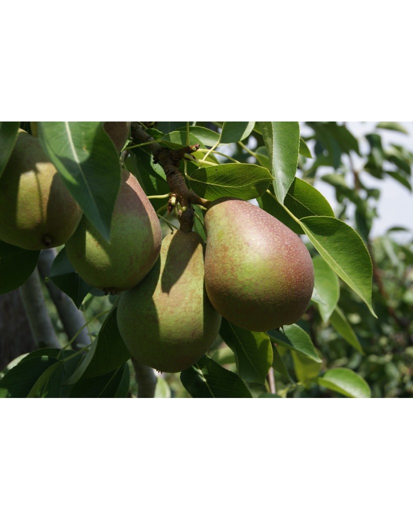 Braeburn apple tree - Malus Domestica Braeburn