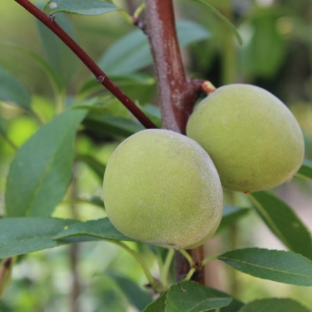 Amandier Robijn - Prunus Dulcis Robijn