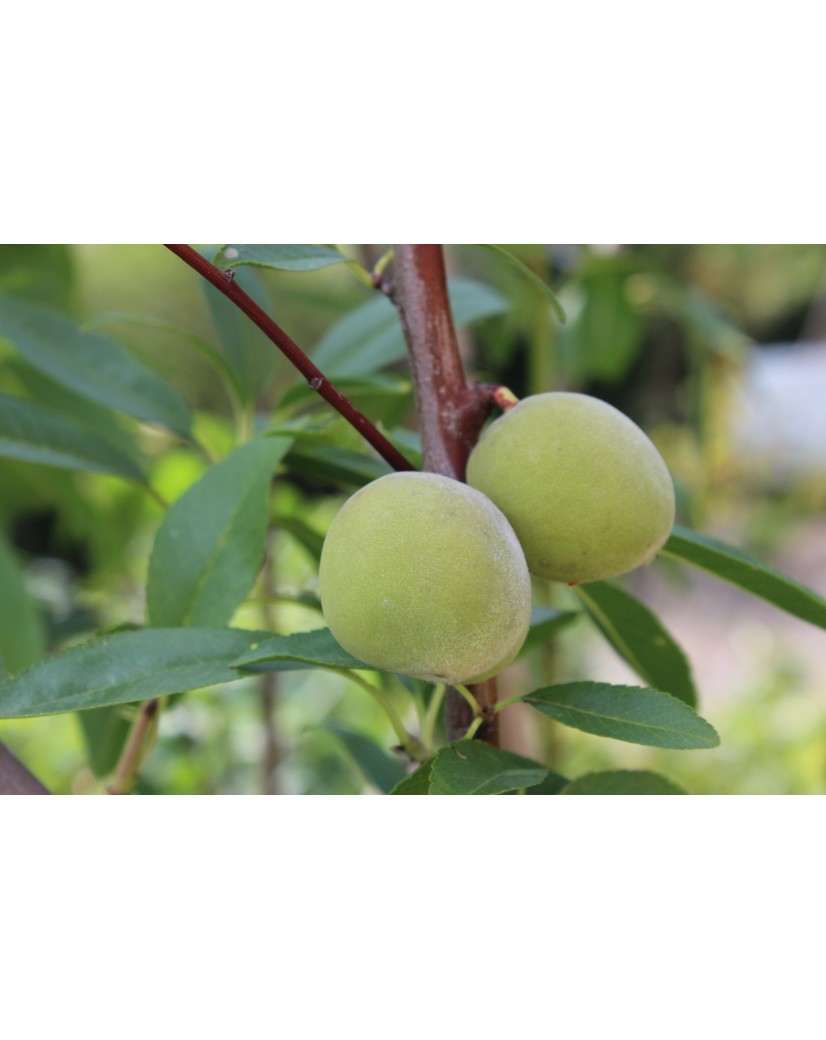 Almond tree Robijn - Prunus Dulcis Robijn