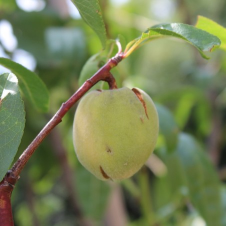 Amandier Robijn - Prunus Dulcis Robijn