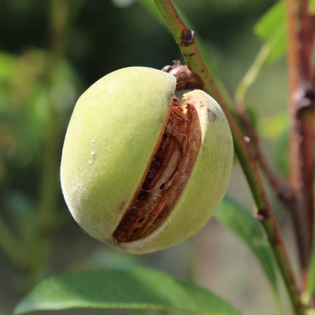 Almond tree Robijn - Prunus Dulcis Robijn