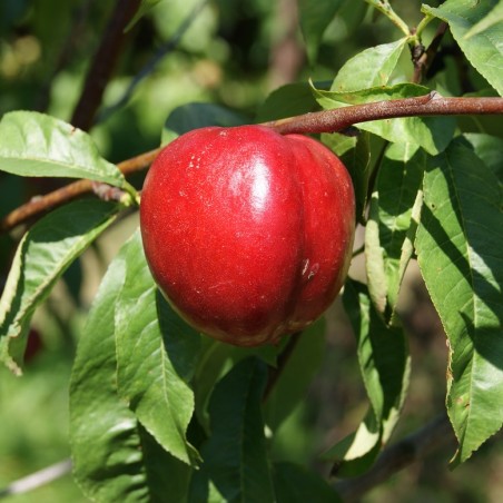 Lord Napier nectarine tree - Prunus Persica Nucipersica Lord Napier