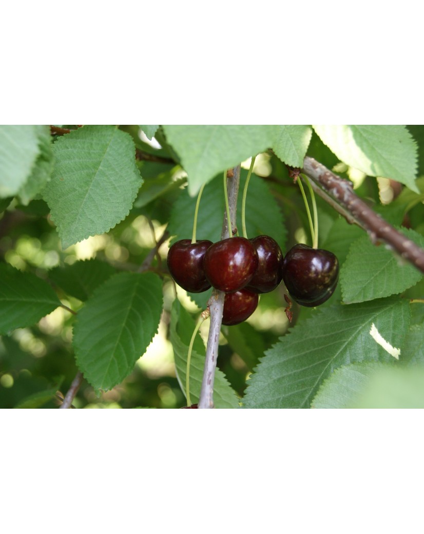 Cerisier Bigarreau Burlat - Prunus Avium Bigarreau Burlat