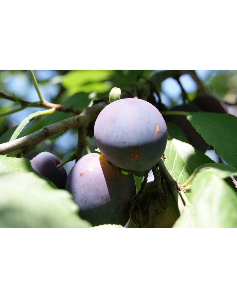 Plum tree Opal - Prunus Domestica Opal