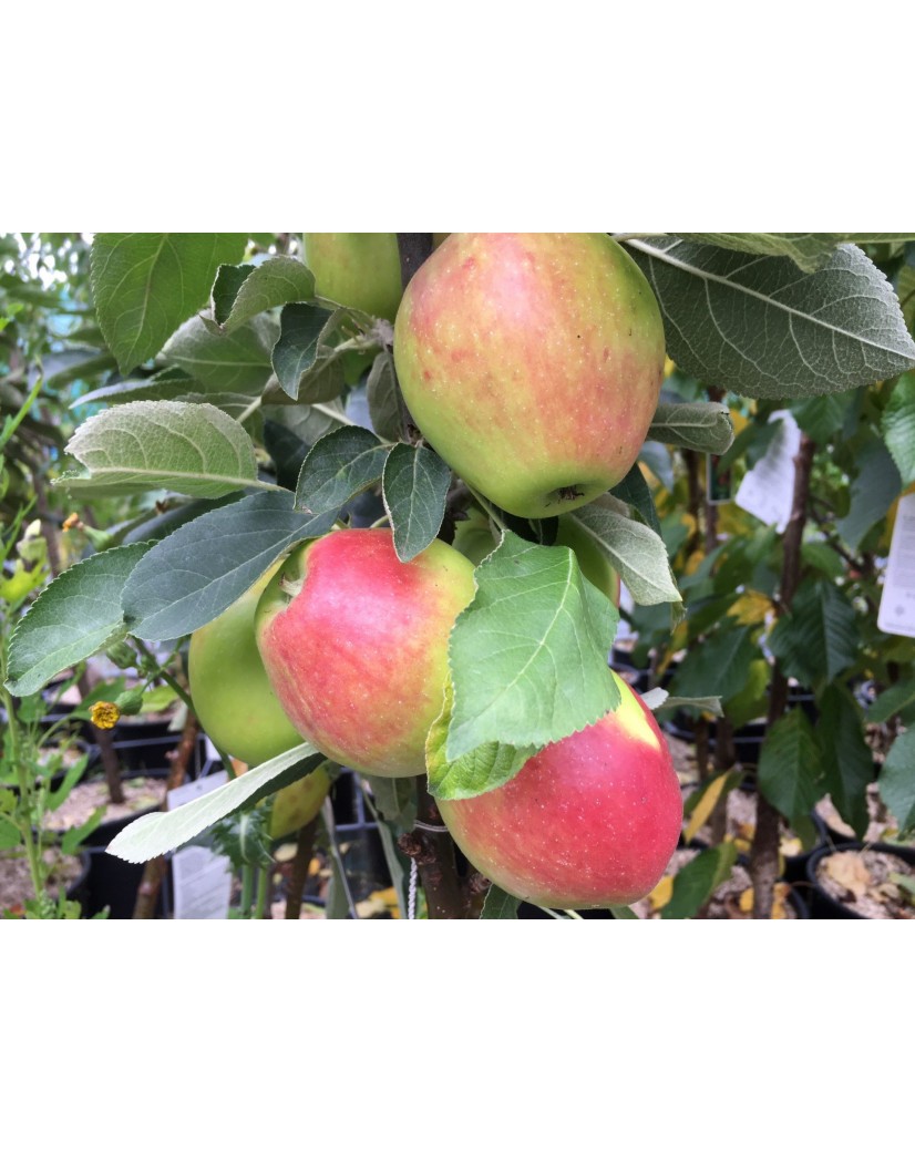 Dwarf Cherry Carmine Jewel - Prunus cerasus Carmine Jewel