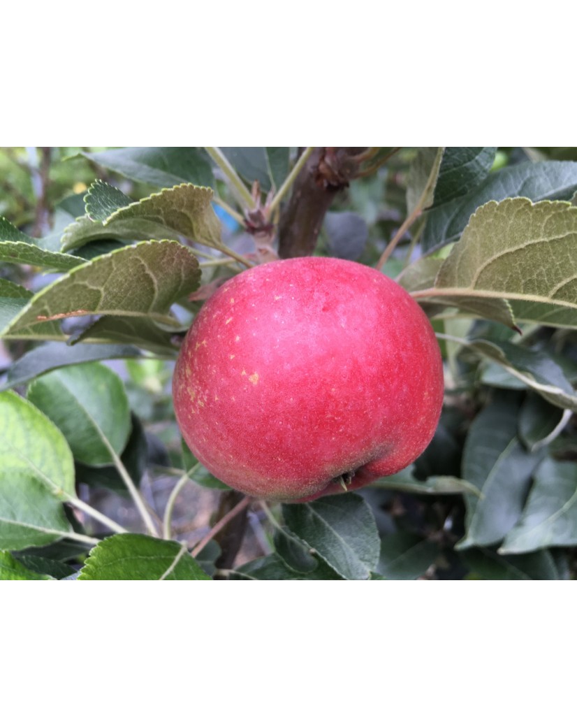 Plum tree Opal - Prunus Domestica Opal