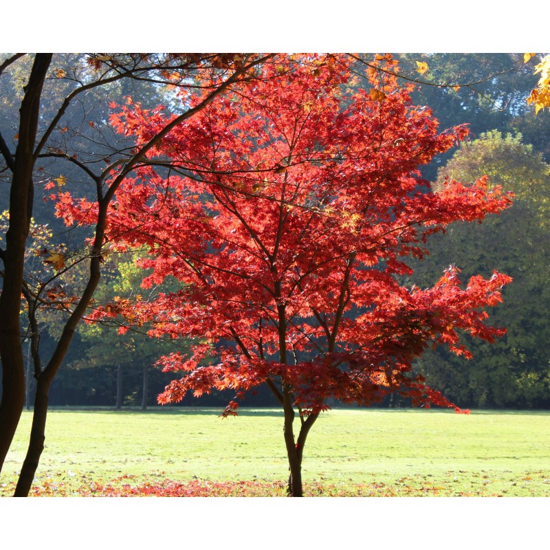Purple Japanese maple - Acer Palmatum Atropurpureum