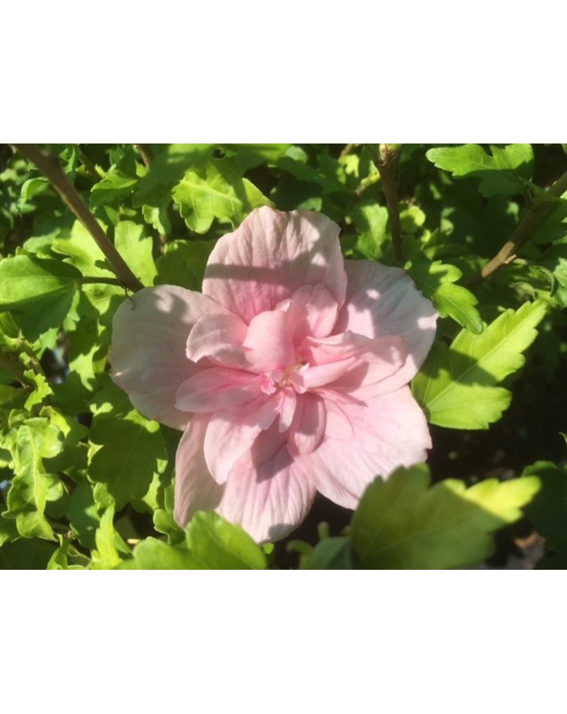 Hibiscus Pink Chiffon - Hibiscus syriacus Pink Chiffon