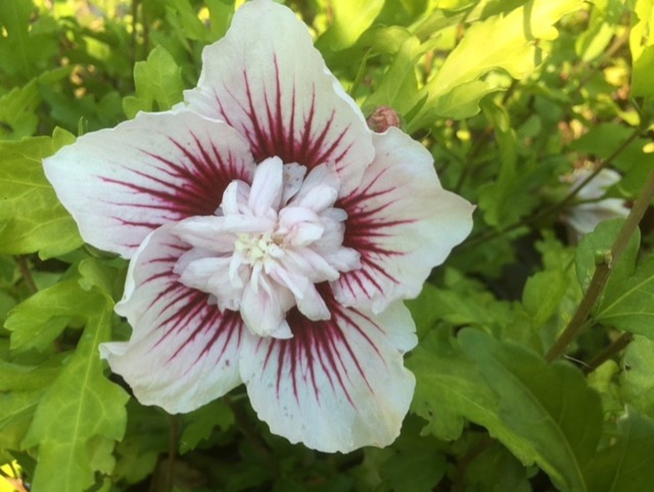 White Swamp Rose Mallow With Red Center - Hibiscus Moscheutos blanc ...