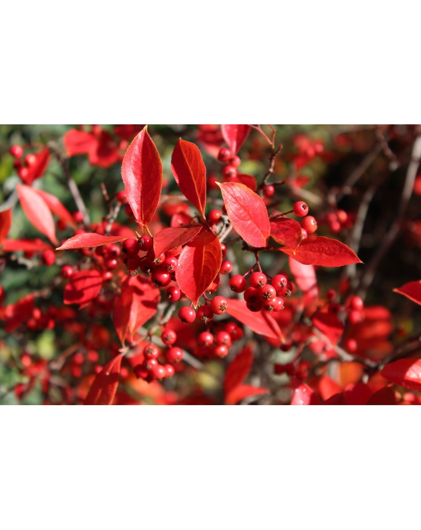 Aronie rouge - Aronia Arbutifolia Brilliant