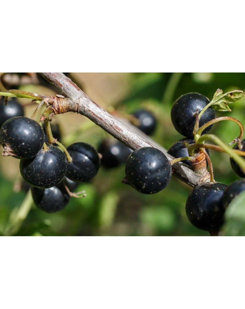 Red Leaf Peach Rubira - Prunus Persica Rubira