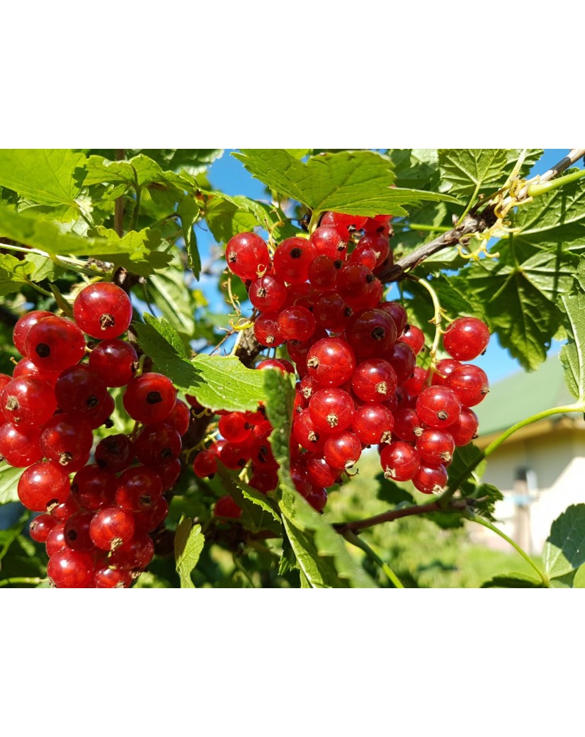 Rode aalbes Jonkheer van Tets - Ribes rubrum Jonkheer van Tets - pot ...