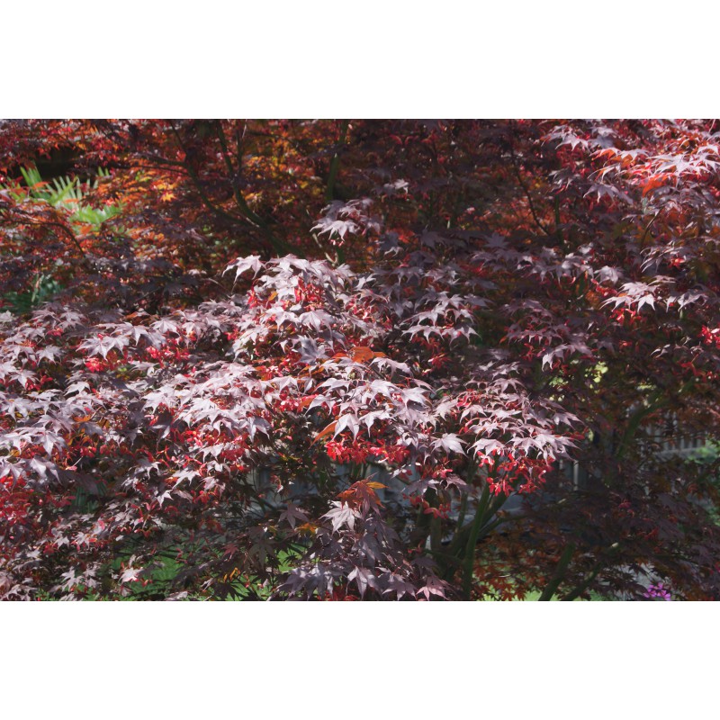 Purple Japanese maple - Acer Palmatum Atropurpureum