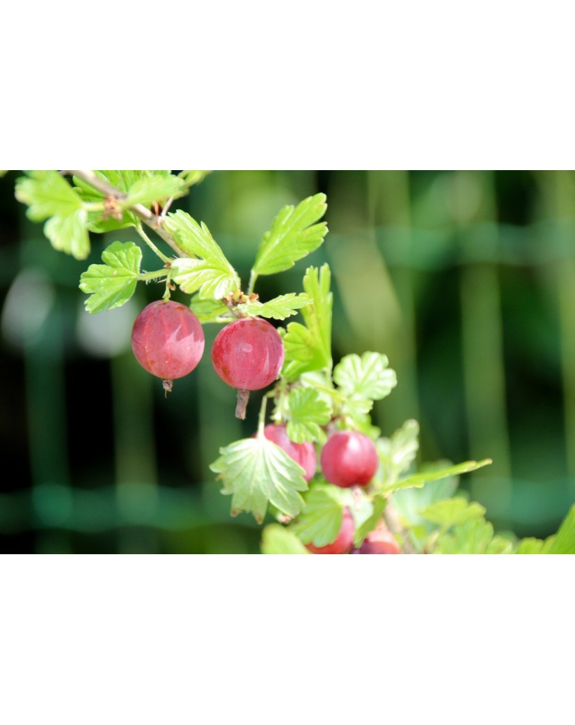 Captivator gooseberry - Ribes uva-crispa Captivator