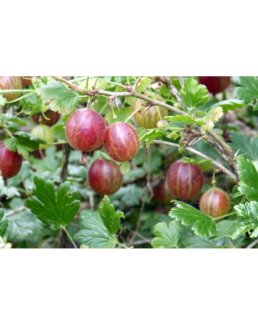 Dwarf Cherry Carmine Jewel - Prunus cerasus Carmine Jewel