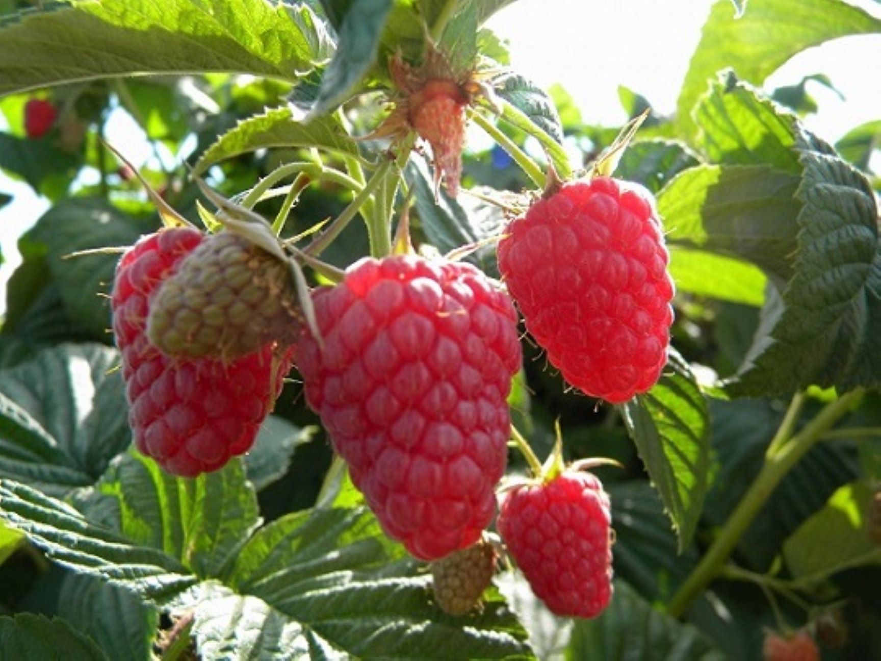 Raspberry Heritage - double cropping variety - Rubus Ideaus Héritage