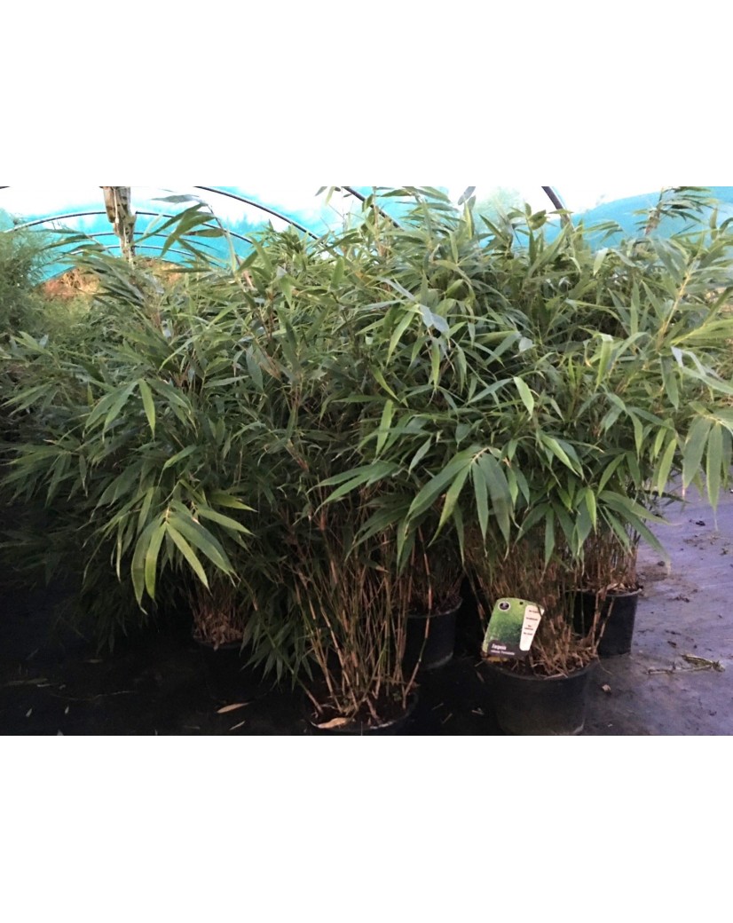 Bamboo Fargesia Rufa
