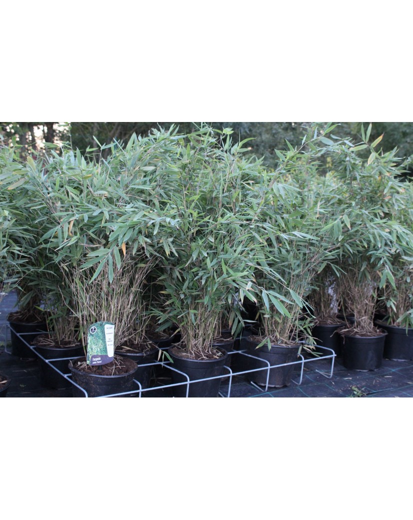 Bamboe Fargesia Rufa