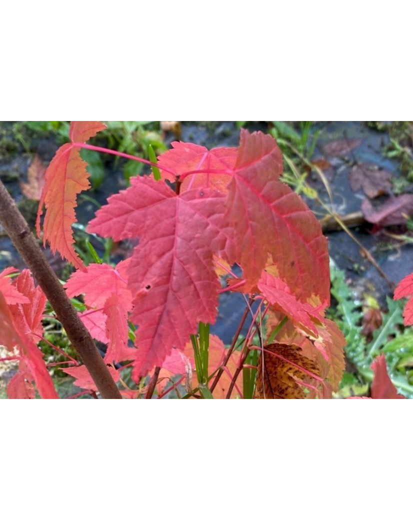 Amur maple - Acer Tataricum Ginnala