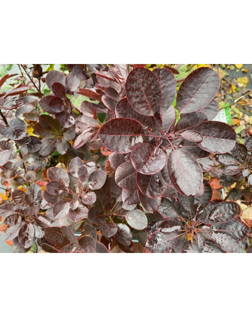 Arbre à perruque pourpre - Cotinus Coggygria Royal Purple