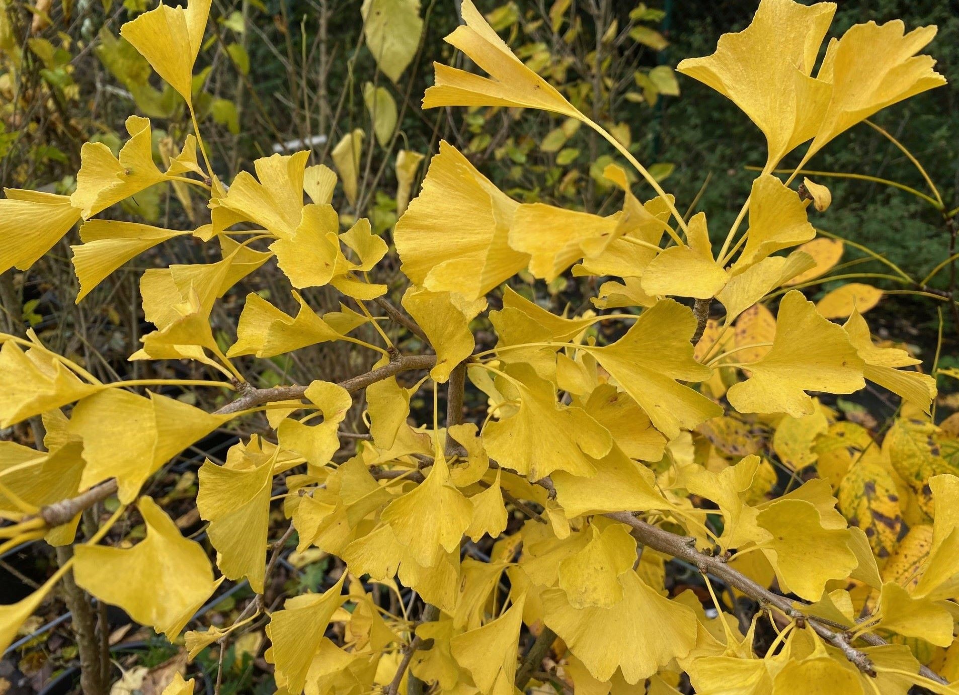 Panicled Goldenrain tree - Koelreuteria Paniculata