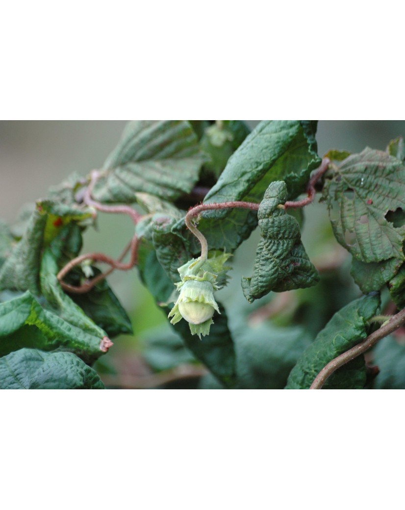 Twisted hazelnut tree - Corylus avellana Contorta