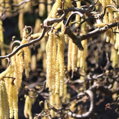 Twisted hazelnut tree - Corylus avellana Contorta