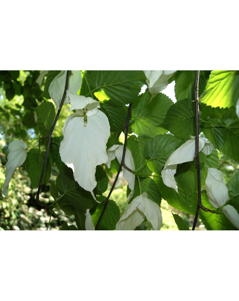 Buy Trees | Fast Delivery (5)